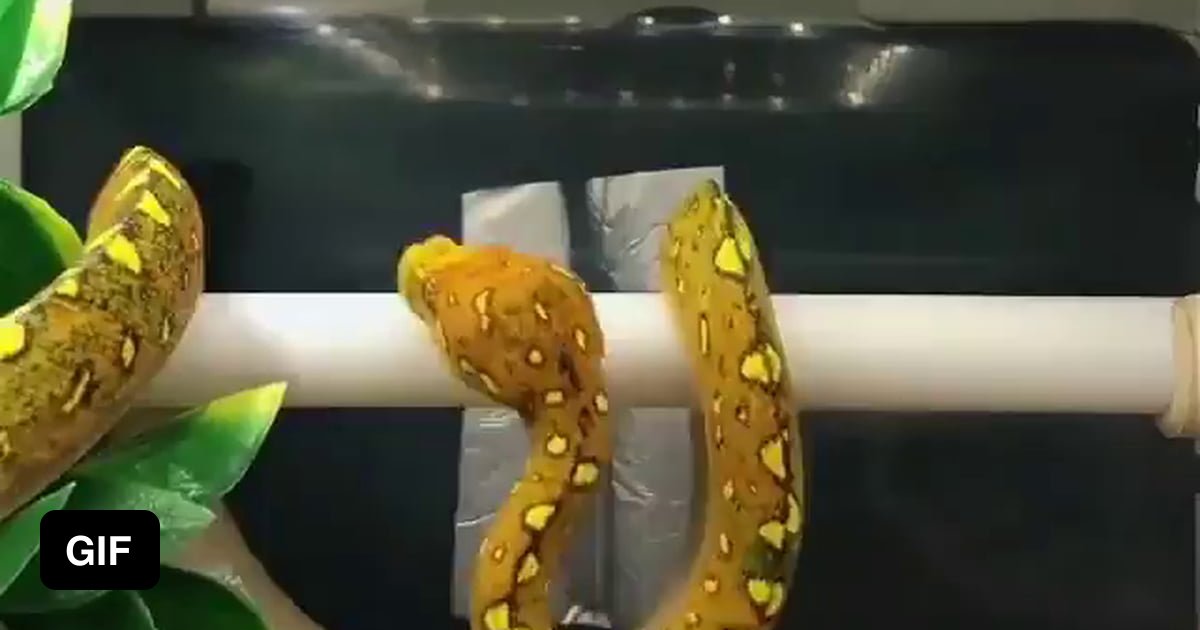 Snake curling up for a rest. - 9GAG