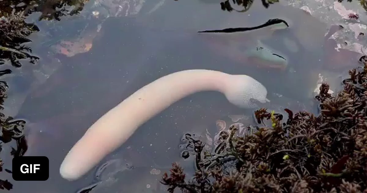 Urechis Unicinctus aka Penis Fish - It is widely referred to as the fat ...