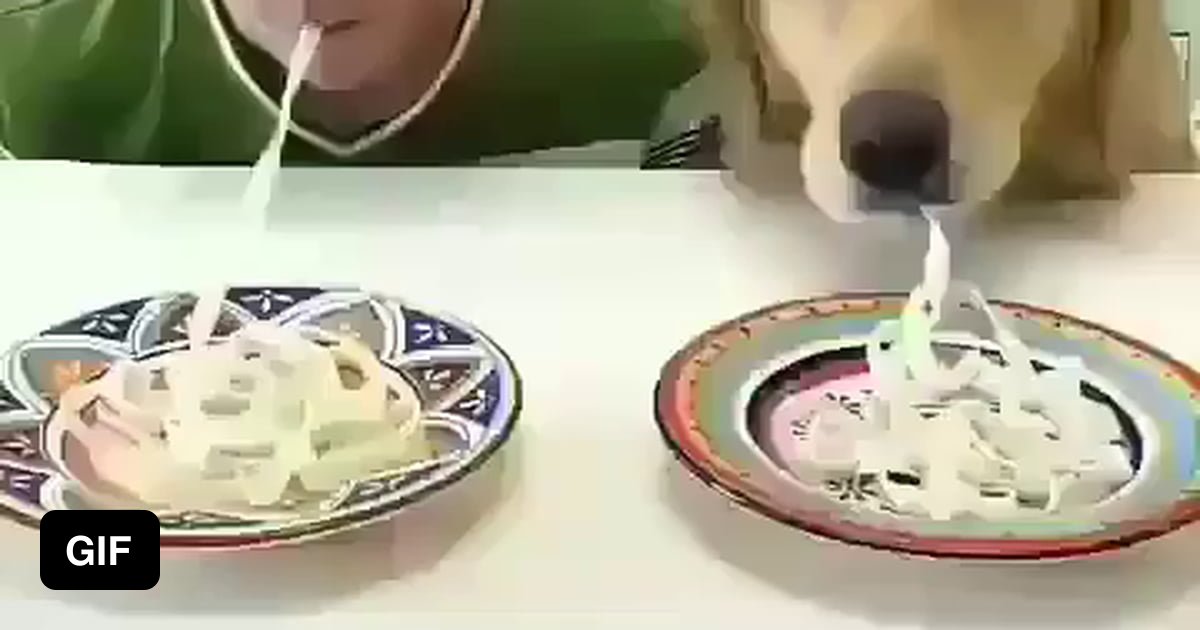 Dog, pasta and a Chinese guy - 9GAG