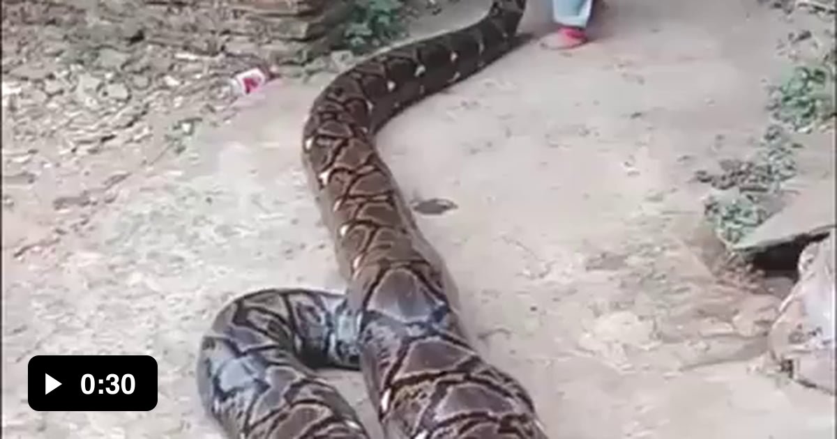 Happy snek with her next meal - 9GAG