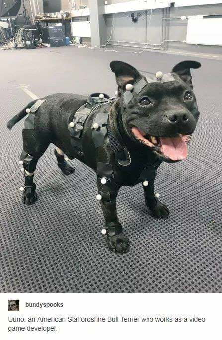 Motion capture doggo - 9GAG