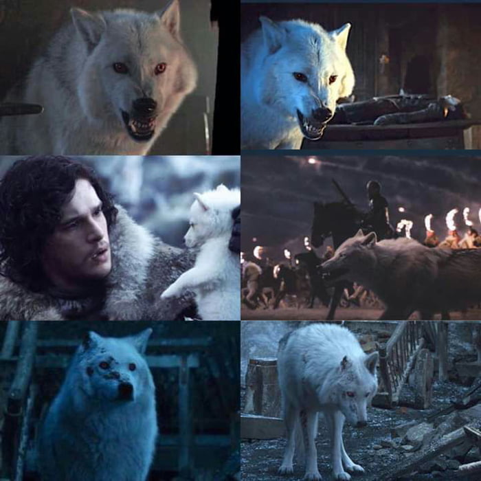 Poor Ghost mistreated by Jon - 9GAG