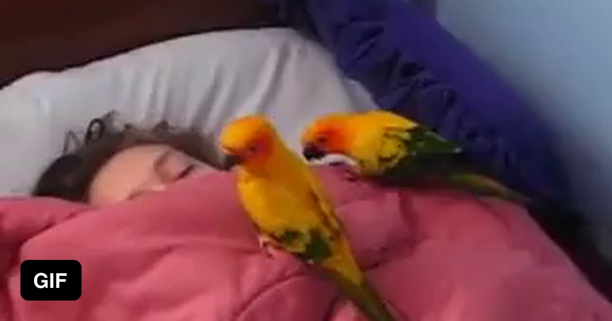 *squawk* Time to get up! - 9GAG