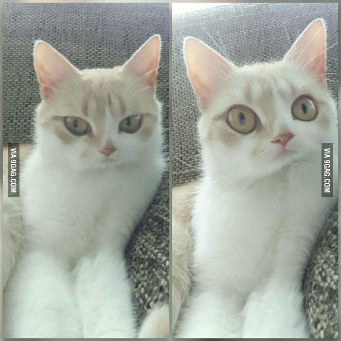 I told my cat that he is castrated... - 9GAG