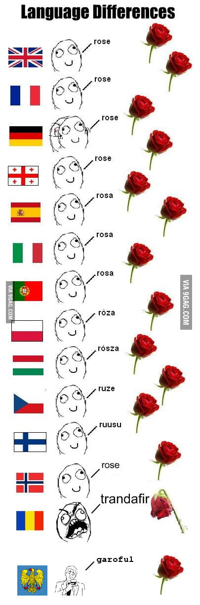 Because "rose" means flower... - 9GAG