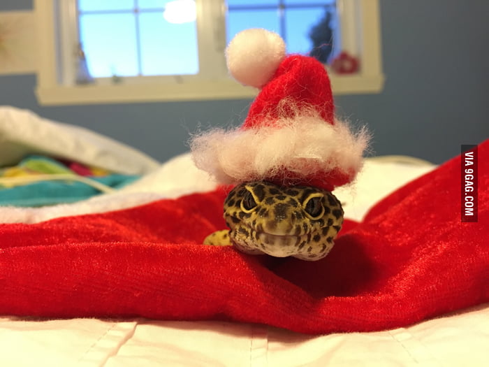 When you're Jewish but you make a Santa hat for your leopard gecko ...