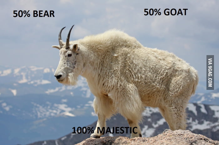 50% bear, 50% goat - 9GAG