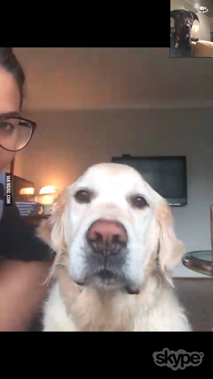 Two dogs on Skype - 9GAG
