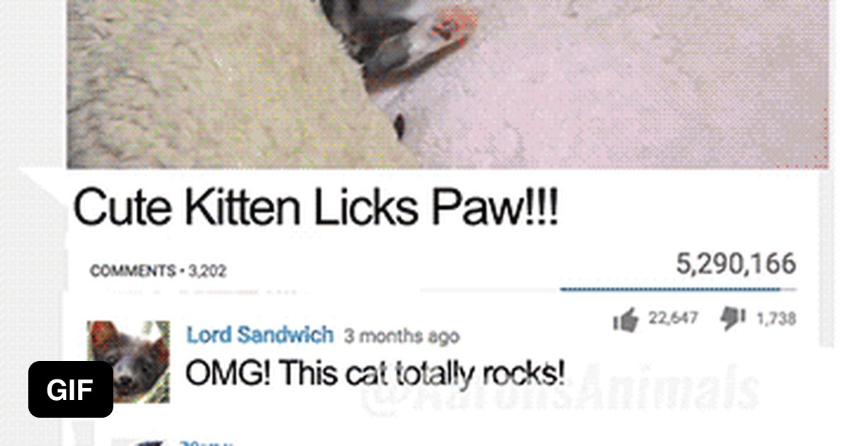 I LICK PAW - 9GAG