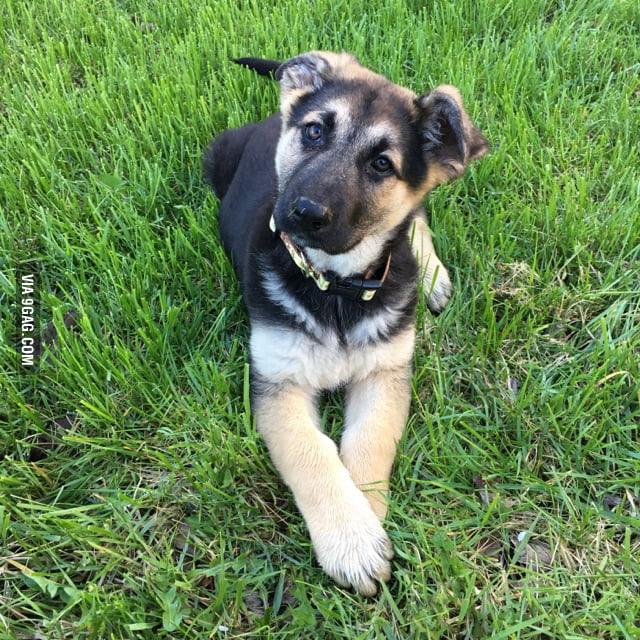 June, our German Shepherd pup. - 9GAG