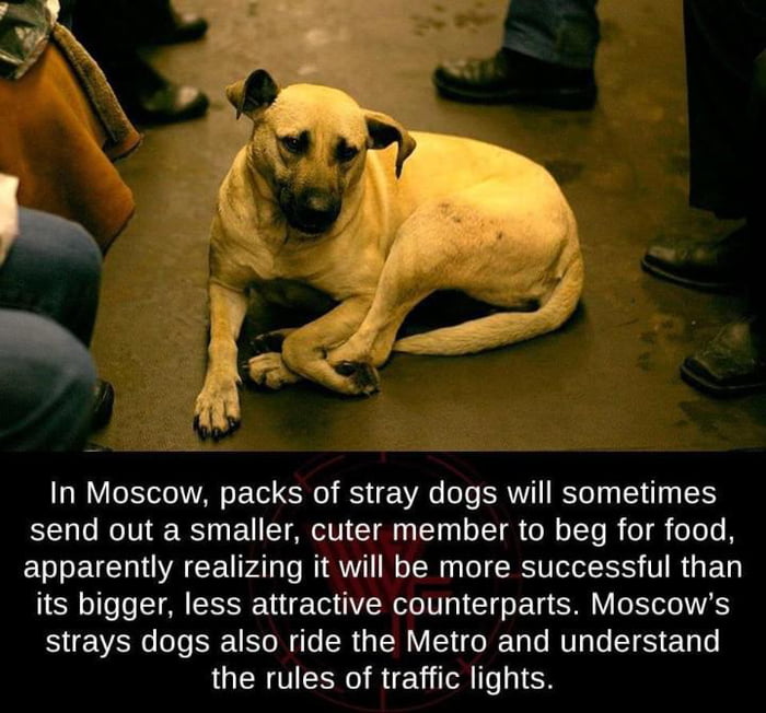How moscow stray dogs survive in the city - 9GAG