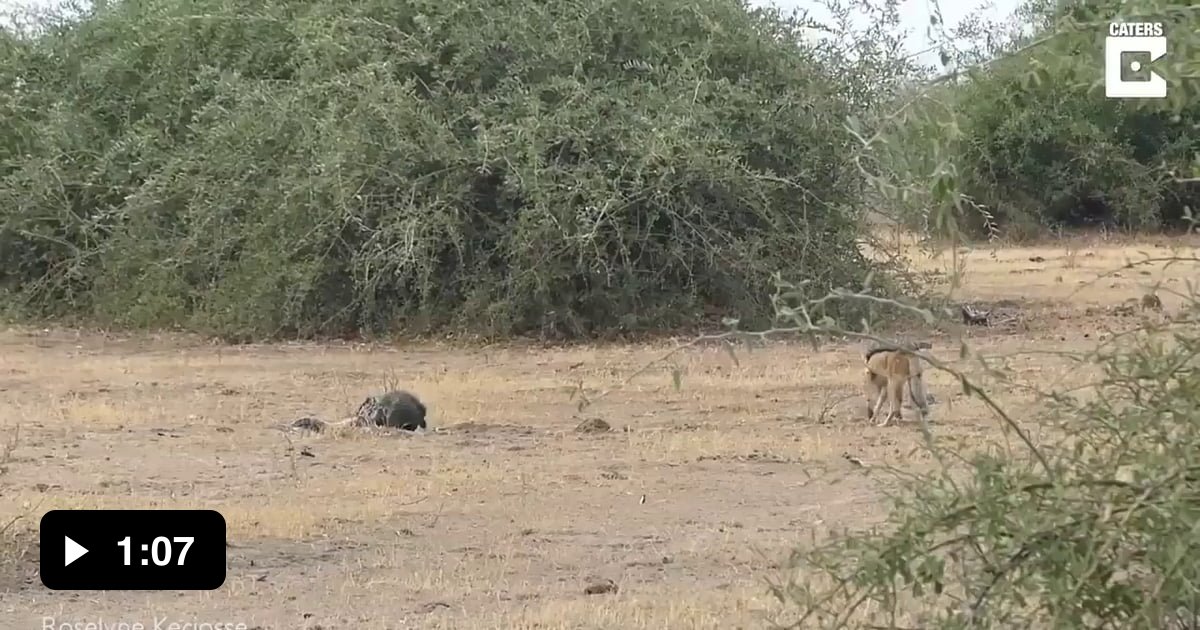 Badger survives a python, fights 2 foxes for the carcass. Bad ass ...