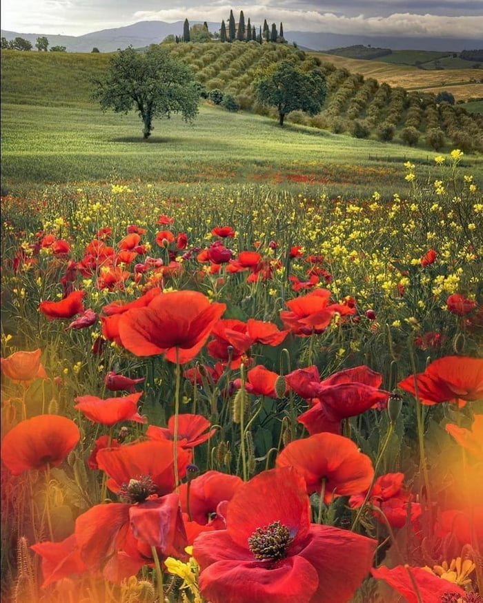 Poppy field in San Quirico d'Orcia, Tuscany Italy (Photo credit to ...
