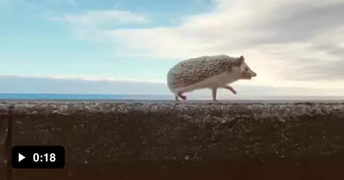 Those adorable tippy taps - 9GAG