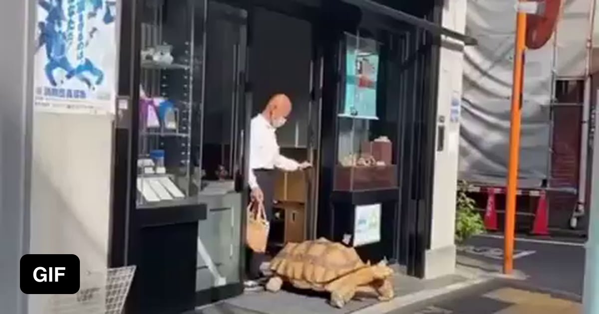 Mr. Mitani and his 25-year-old African Tortoise Bon-chan taking their ...