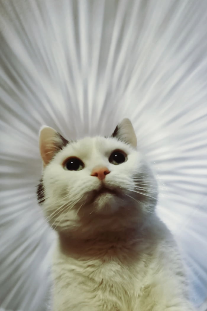 Behold my Holy cat! - 9GAG