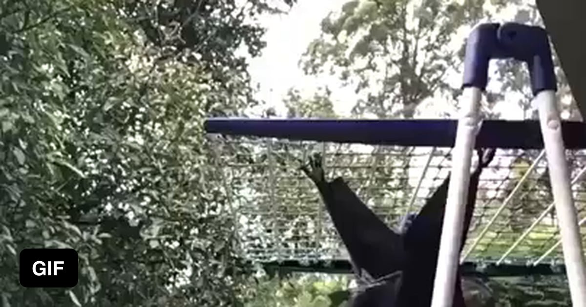 Huge Bat takes a flight!Commonly referred as megabats/flying foxes - 9GAG
