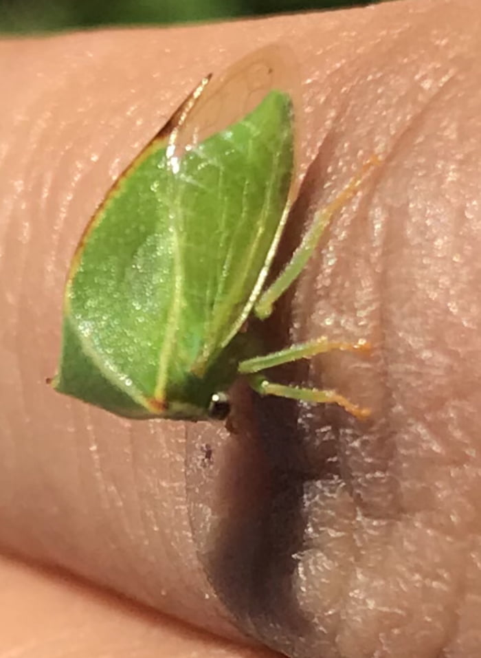 Can a captain name this insect ? - 9GAG