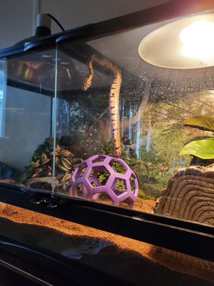 No one told me that ball pythons could defy gravity! - 9GAG