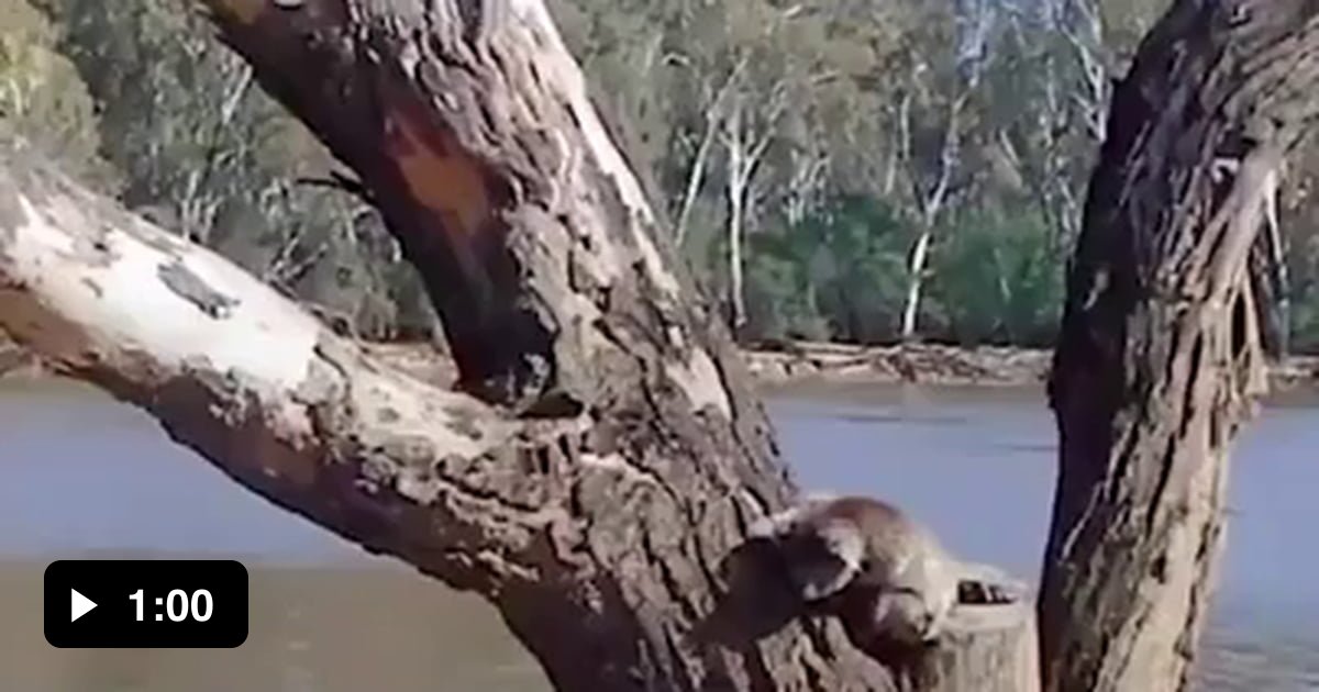 Aussies help stranded Koala reach land They can swim, but may drown if ...