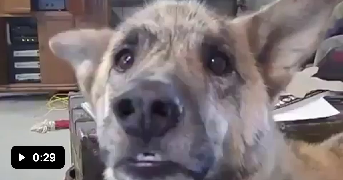 The maple kind, yeah..?? - 9GAG