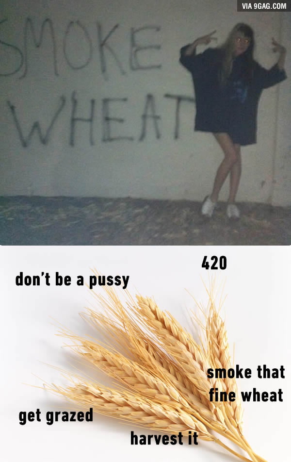 Smoke Wheat Everyday! - 9GAG