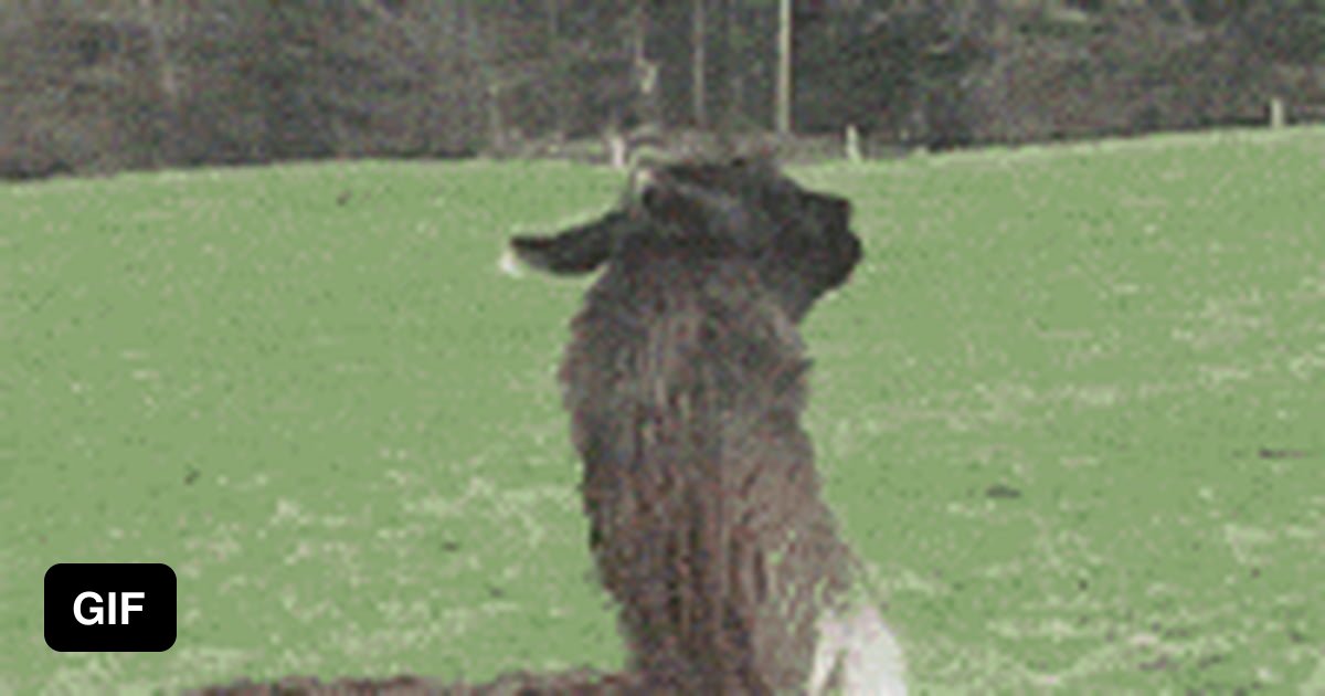 My legit favourite gif of all time. Majestic llama