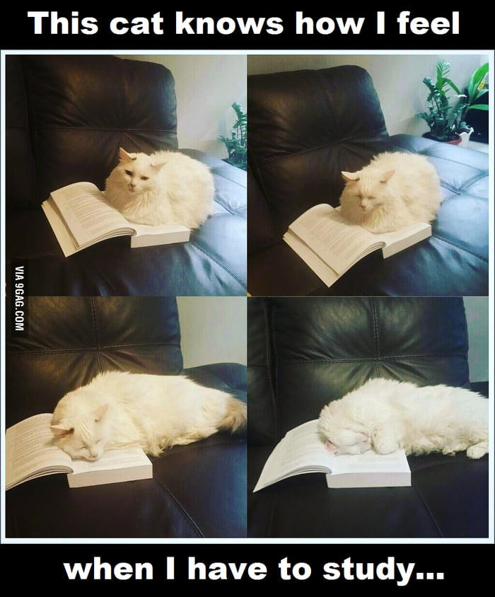 Cat knows what happens when you cram for an exam - 9GAG