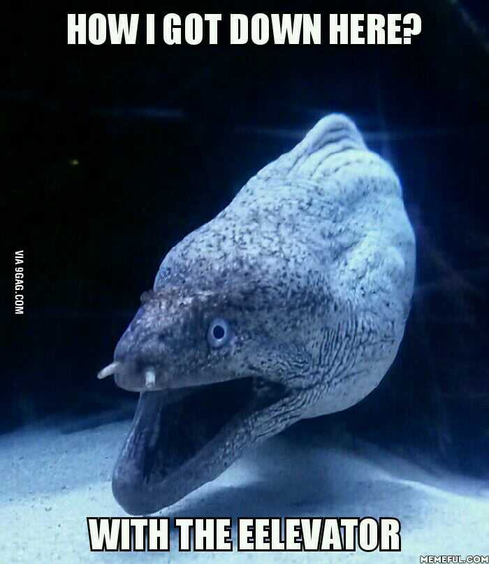 Moray Eel Meme