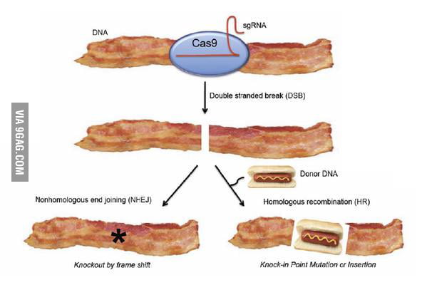 Genetic engineering explained - 9GAG