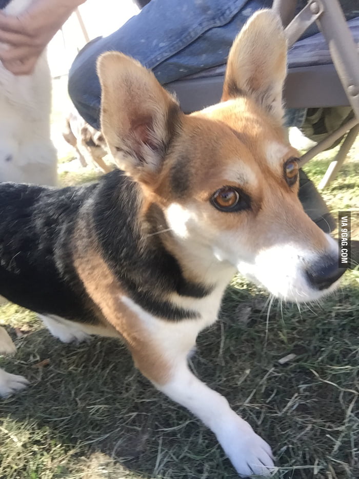 Beagle corgi mix - 9GAG