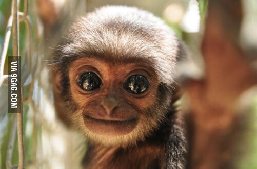 Does a baby gibbon make the cut? - 9GAG