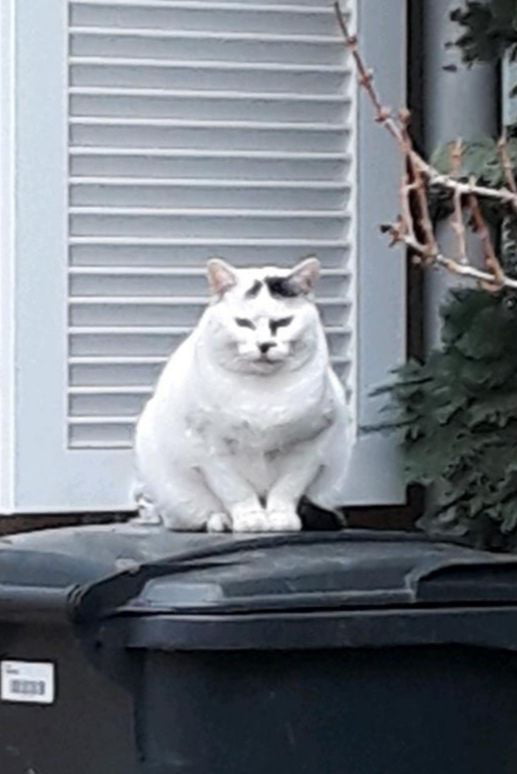 He's back, he's fat and he's angry.. KITLER. - 9GAG