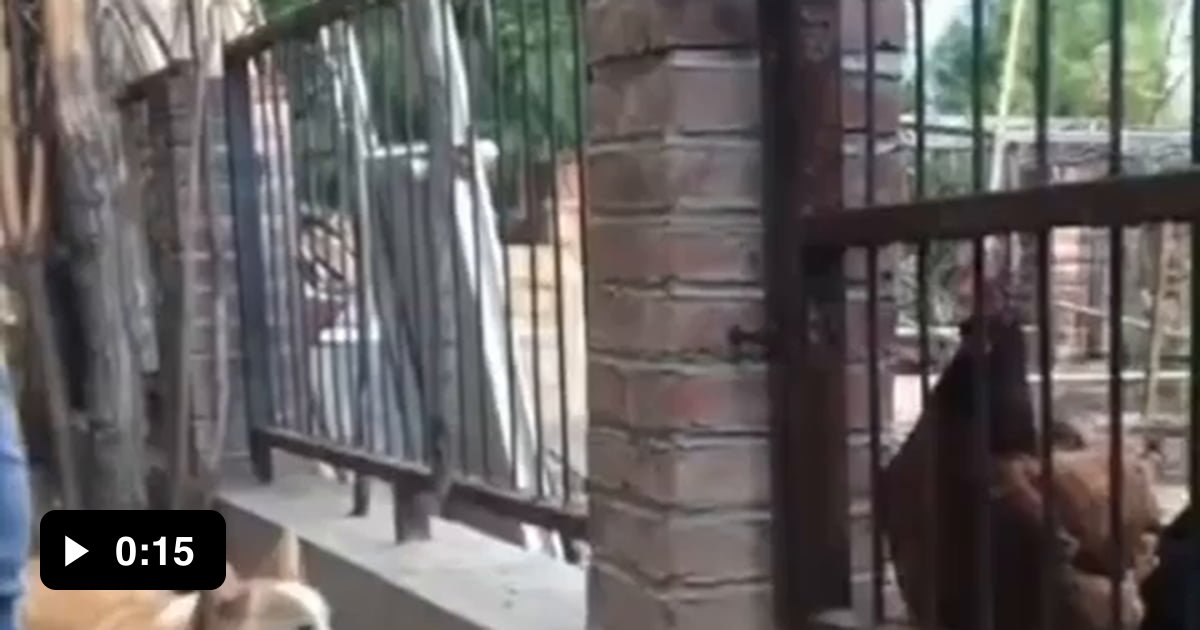 Internet warrior be like..... - 9GAG