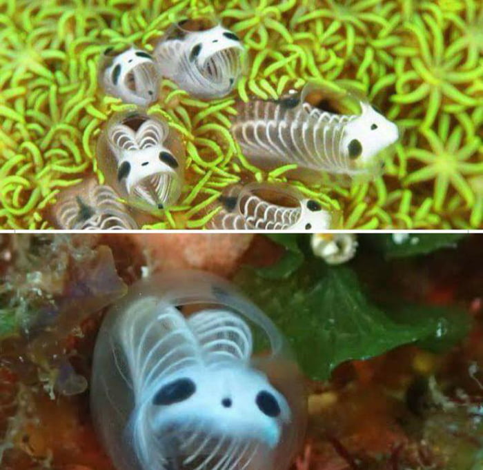 The Skeleton Panda Sea Squirt, also known as Ascidians. Marine ...