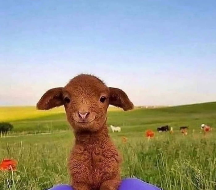 Sometimes you have to take a pause and look at this cute photogenic baby goat - 9GAG