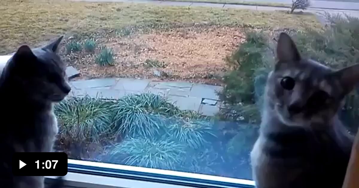 Two cats having a conversation. - 9GAG