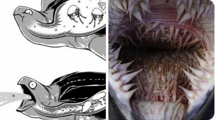 This is the inside of a Sea Turtle’s mouth, consisting of anti-barfing ...