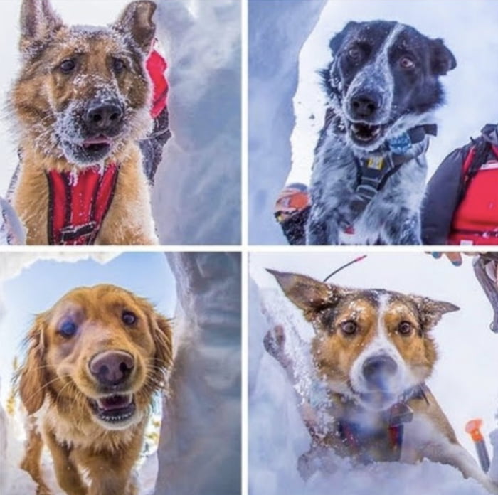 Dogs being trained to find people under snow and their facial ...
