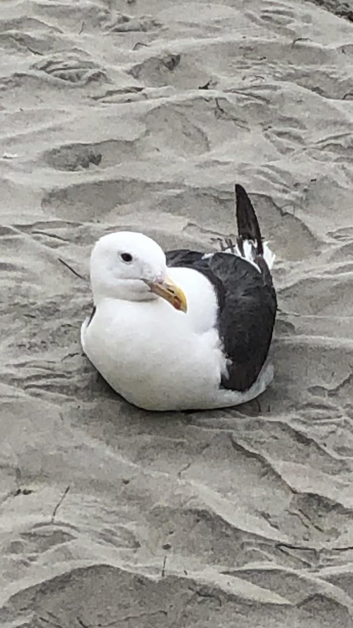 Mix between a seagull and a cat. A flying Seacat. - 9GAG