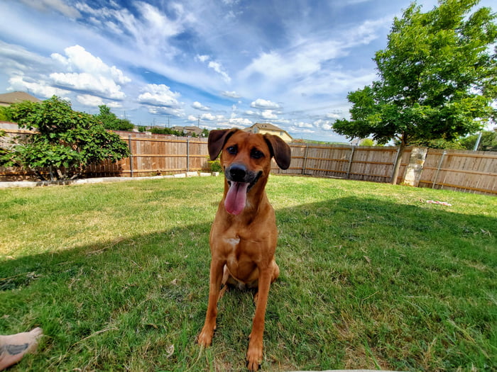 Always ready for a fetch. But no take. Only fetch. - 9GAG