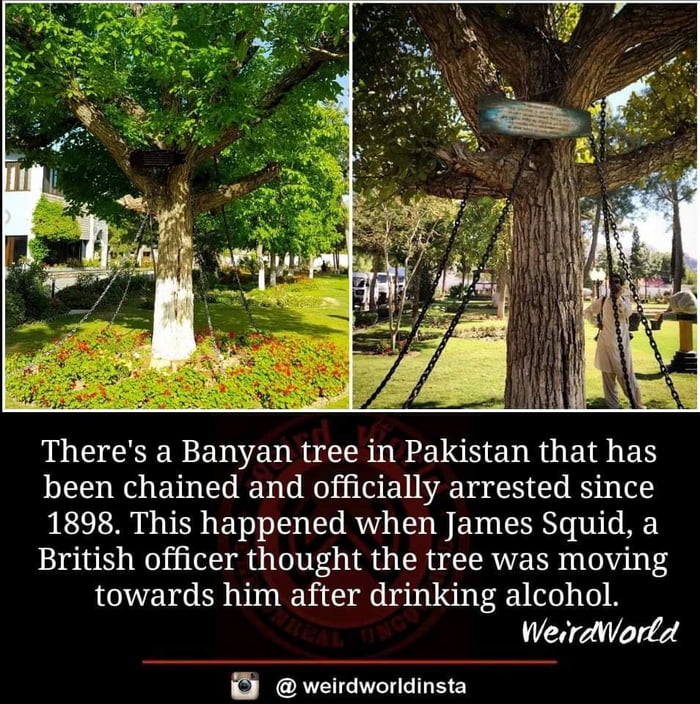 Tree cannot afford a lawyer - 9GAG Tree cannot afford a lawyer - 9GAG