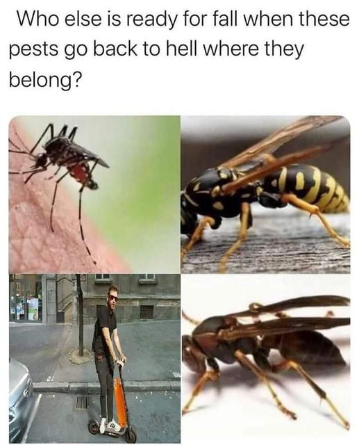 Tarantula hawk wasp is a good pet and a friend. - 9GAG