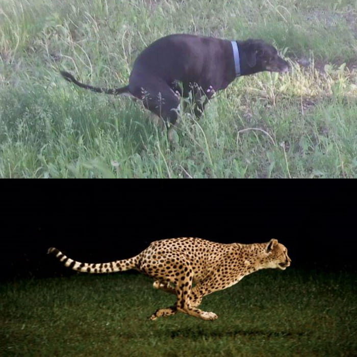 My dog run like a gepard. - 9GAG