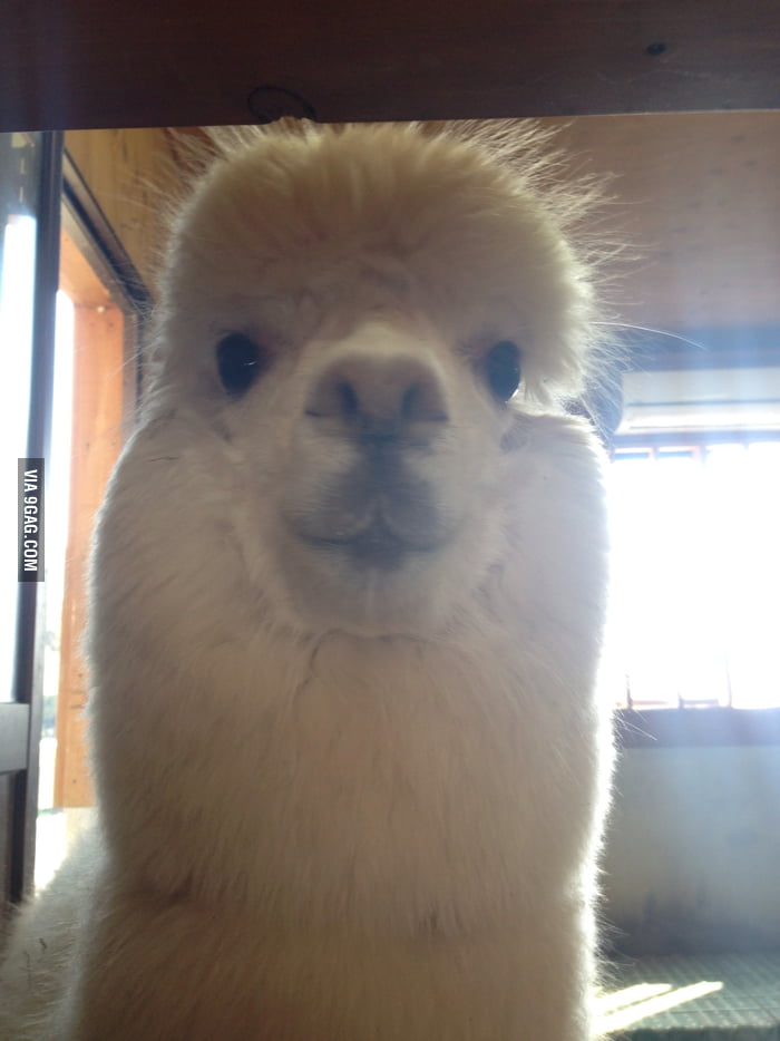 Here's a handsome smiling alpaca to brighten up your day. - 9GAG