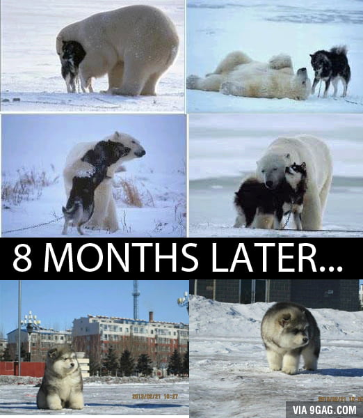 The story of "Polar" Husky. - 9GAG