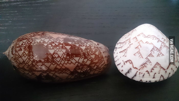 Amazing Naturally Occurring Shell Patterns - 9GAG