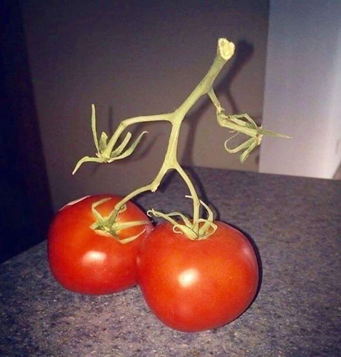 This tomatoes. - 9GAG