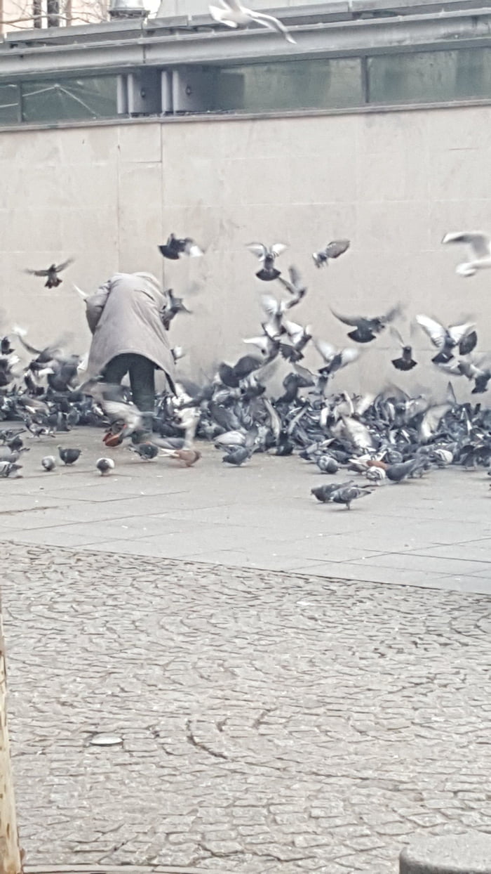 Pigeon attack - 9GAG