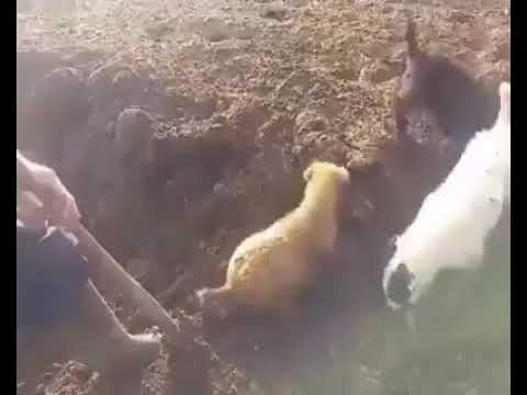 Dog eat mice... - 9GAG